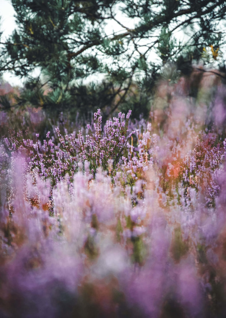 Blog • Sara Monk