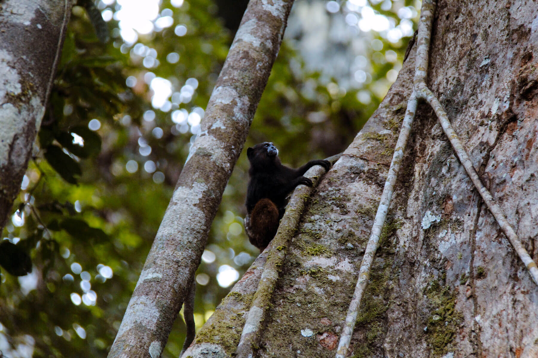 Ecocide: What it means and what you can do about it • Sara Monk