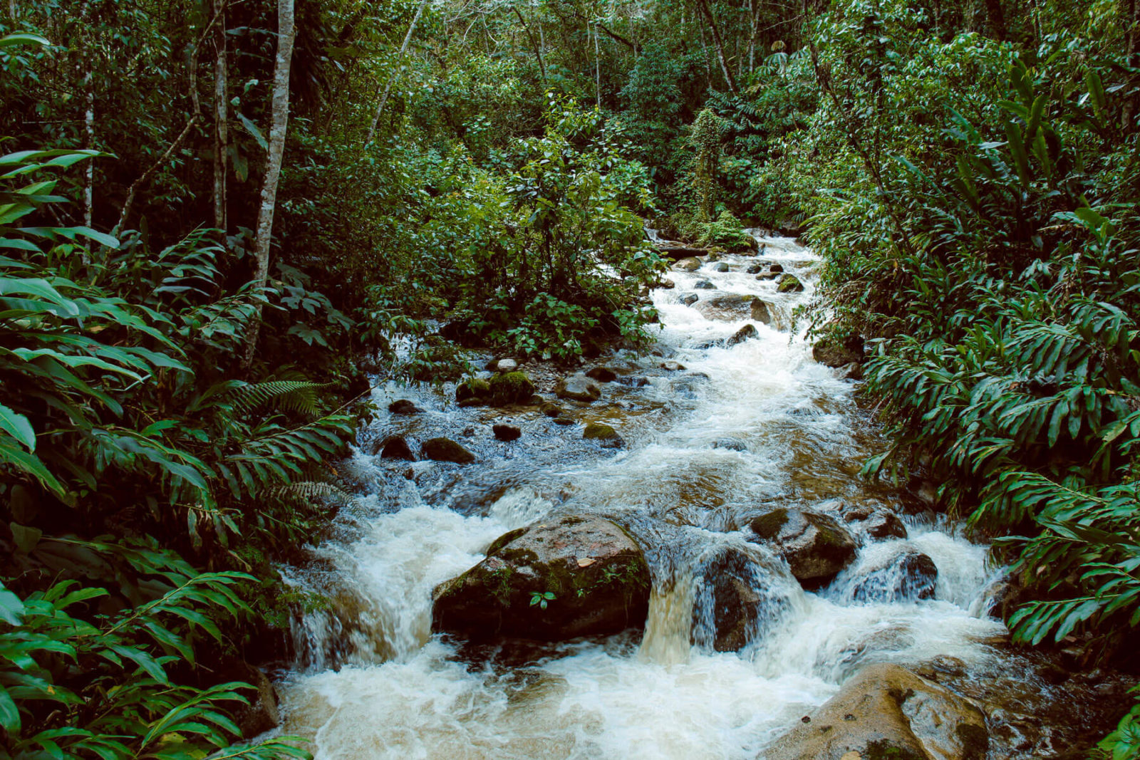 Ecocide: What it means and what you can do about it • Sara Monk